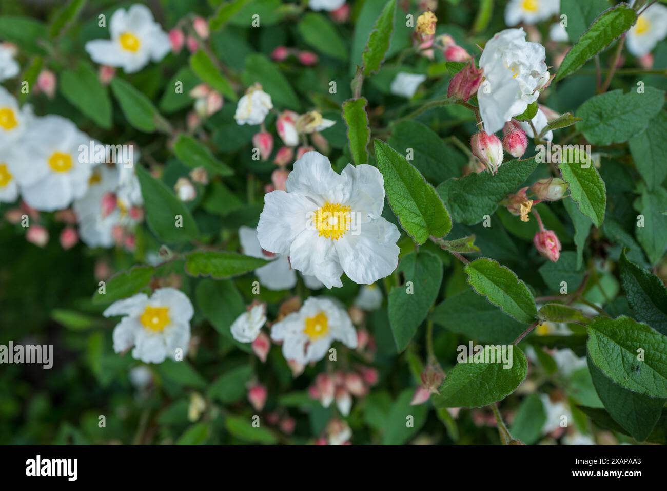 Rockrose plants hi-res stock photography and images - Alamy