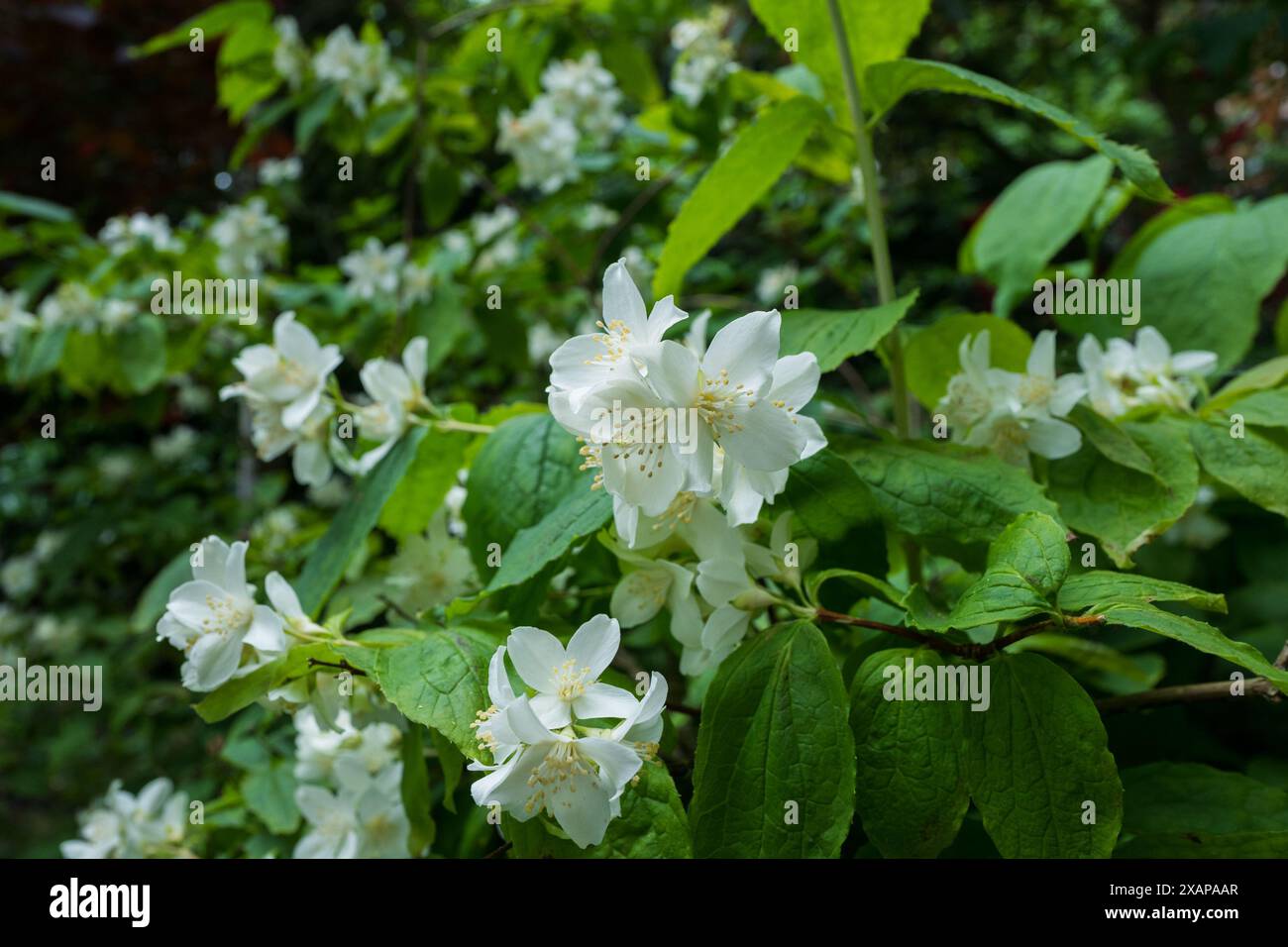 Philadelphus (mock orange), coronarius plant in full flower Stock Photo ...