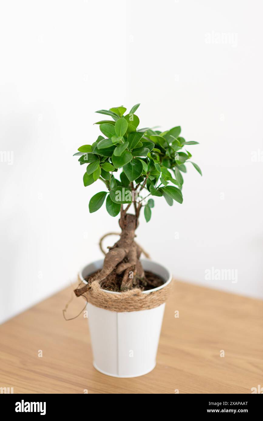 houseplant ficus microcarpa ginseng in white flowerpot. Bonsai ficus ...