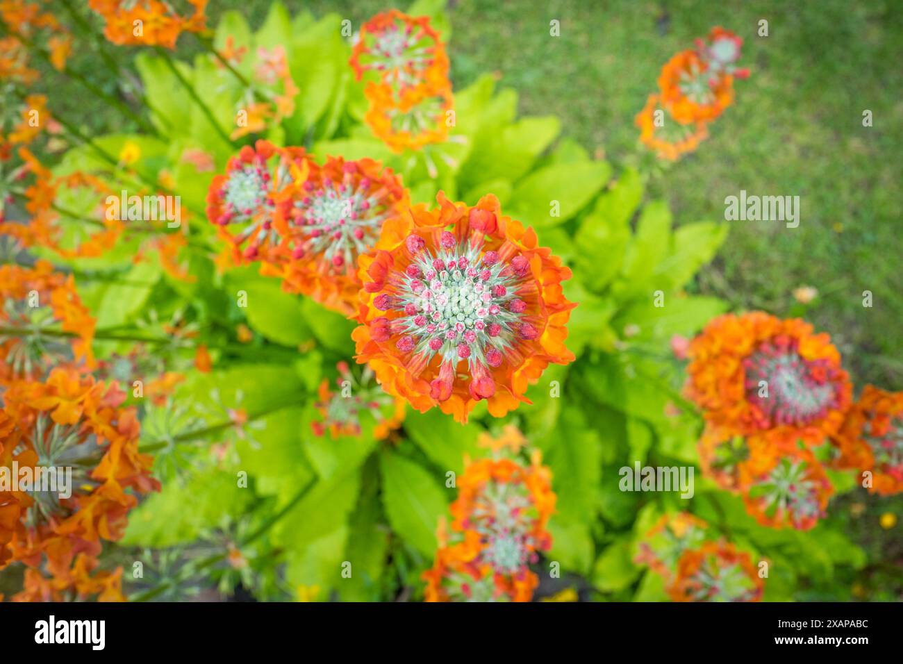 Primula bulleyana also known as the Bulley's primula plant in full ...