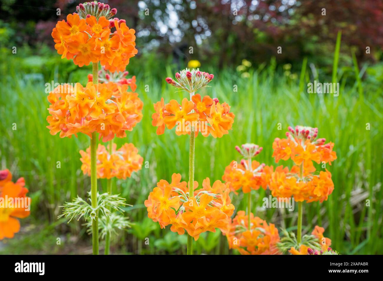 Primula bulleyana also known as the Bulley's primula plant in full ...