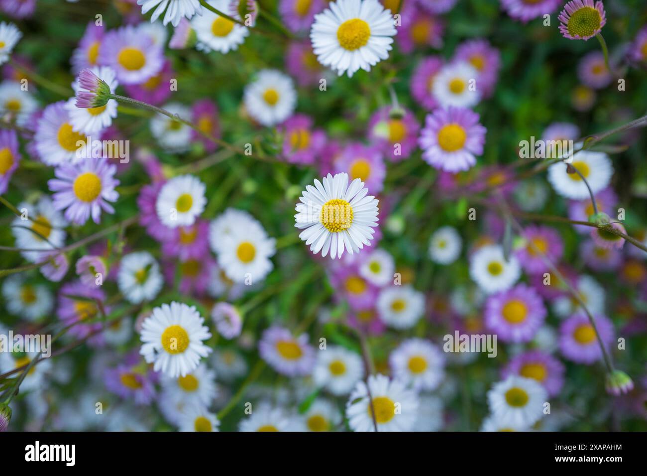 Group of small dasies in full flower Stock Photo - Alamy