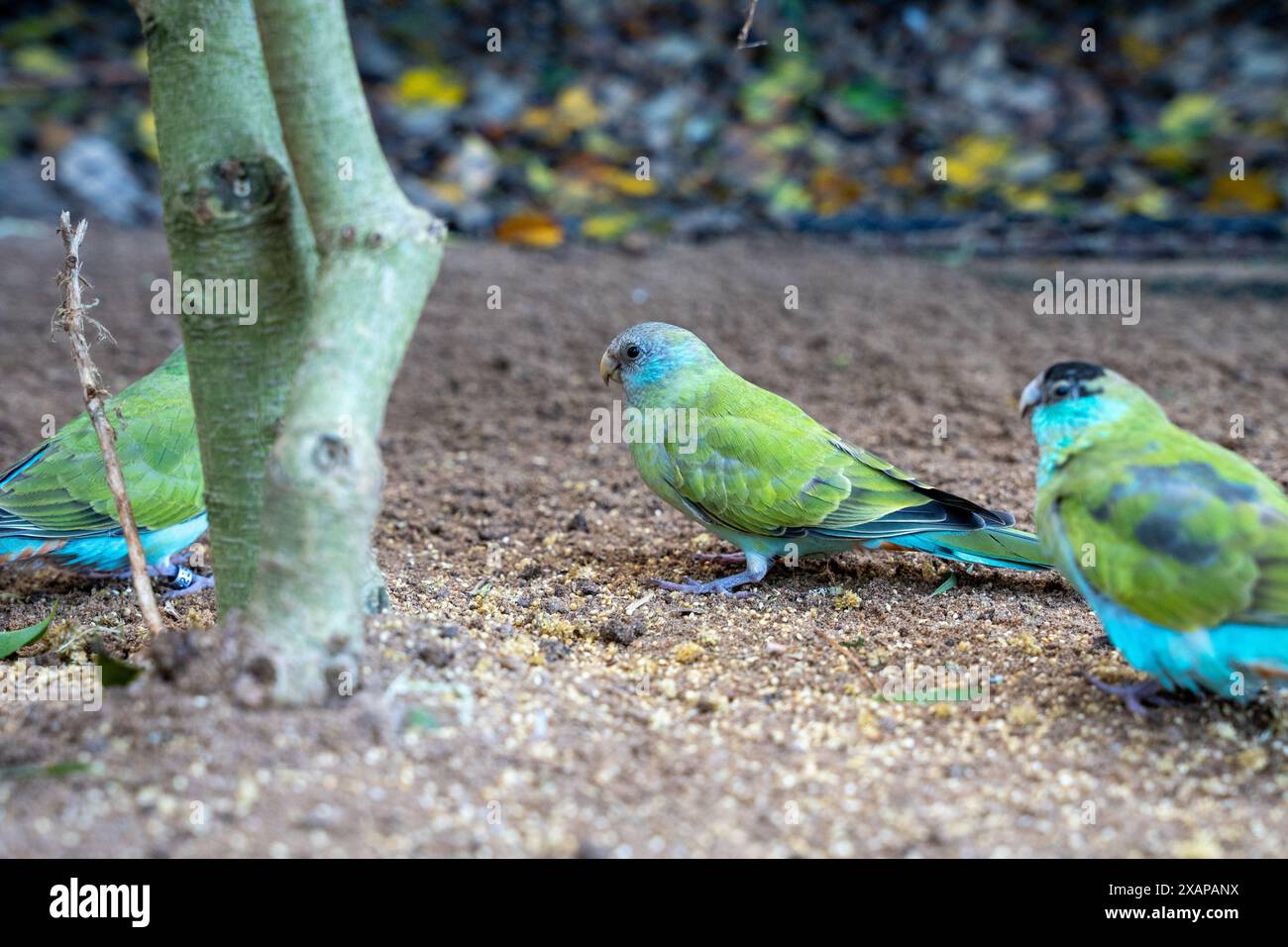 Colorful small parakeet parrots on ground Stock Photo - Alamy
