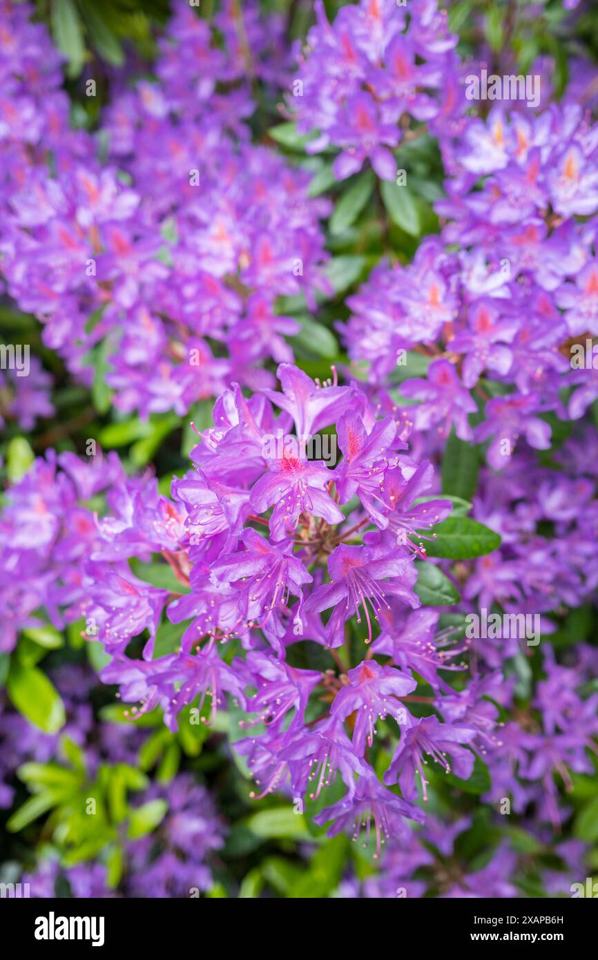 Rhododendron plant of the Azalea type Stock Photo - Alamy