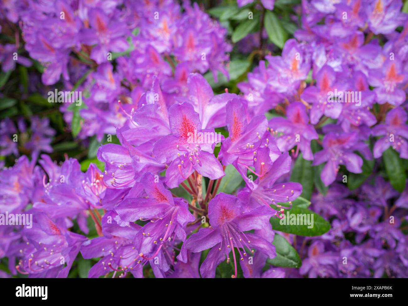 Rhododendron plant of the Azalea type Stock Photo - Alamy