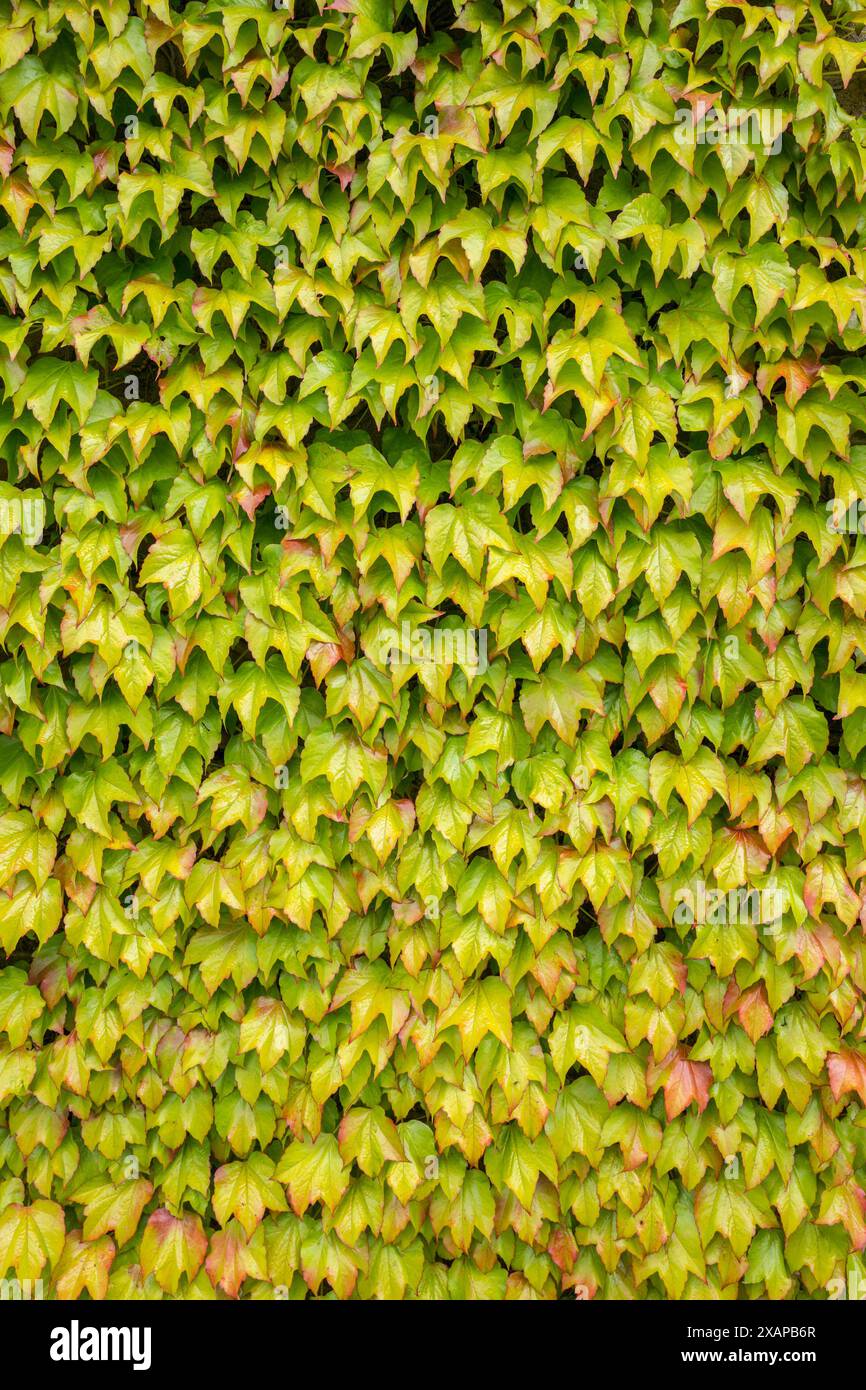 A wall covered with ivy with the leaves changing from green to yellow ...