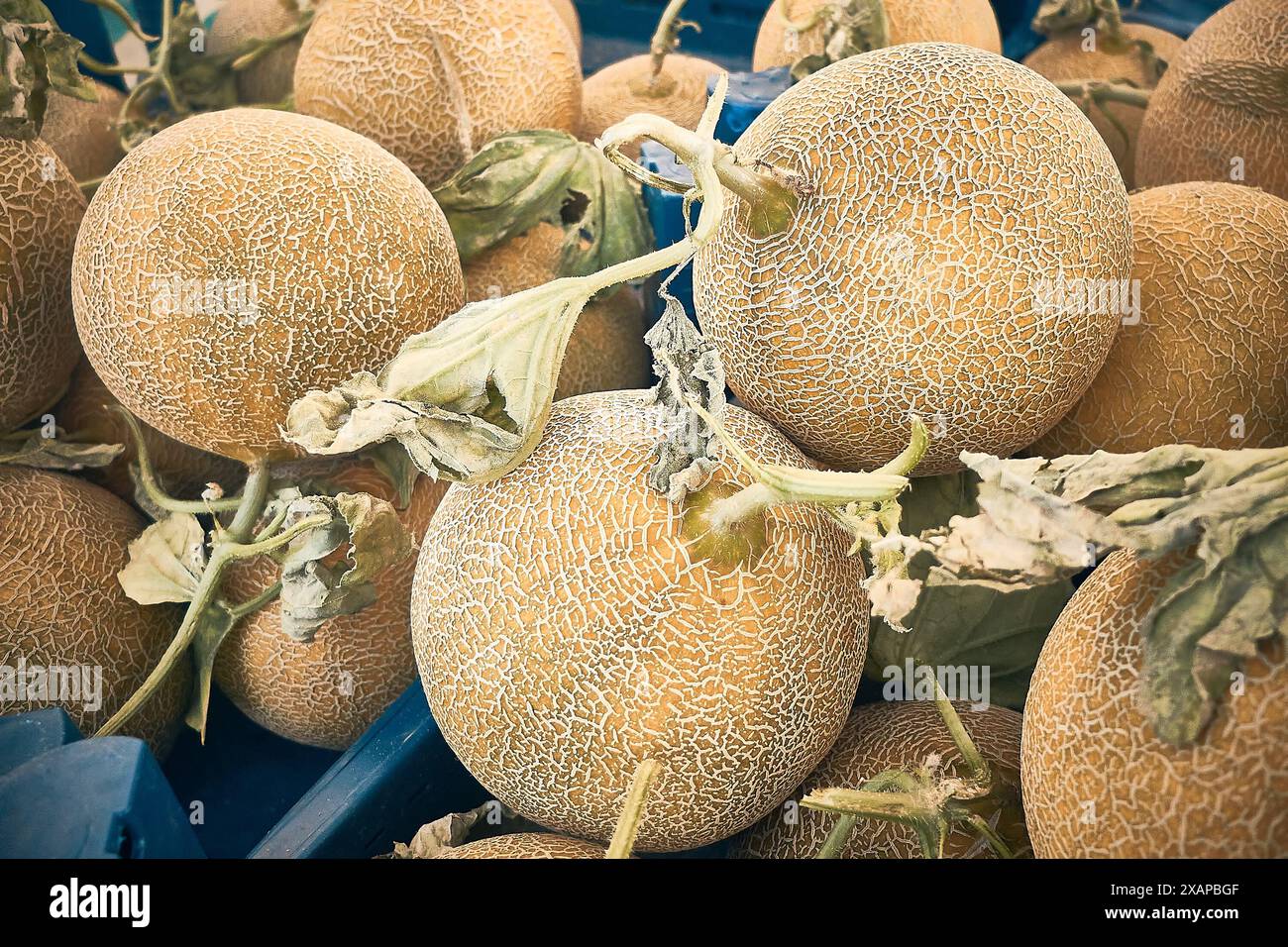 Melons in a box Stock Photo - Alamy