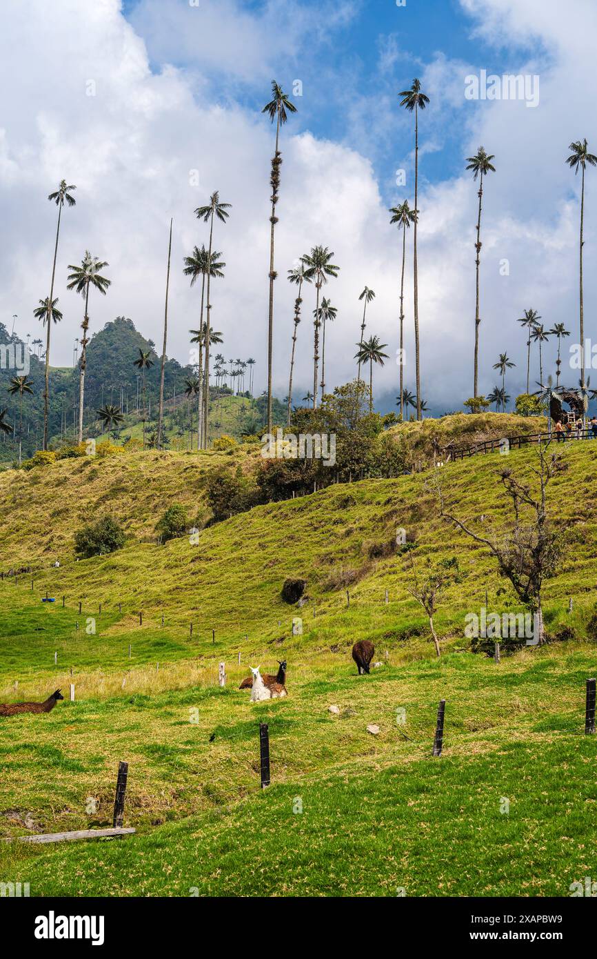 Cocora Valley, Colombia Stock Photo - Alamy