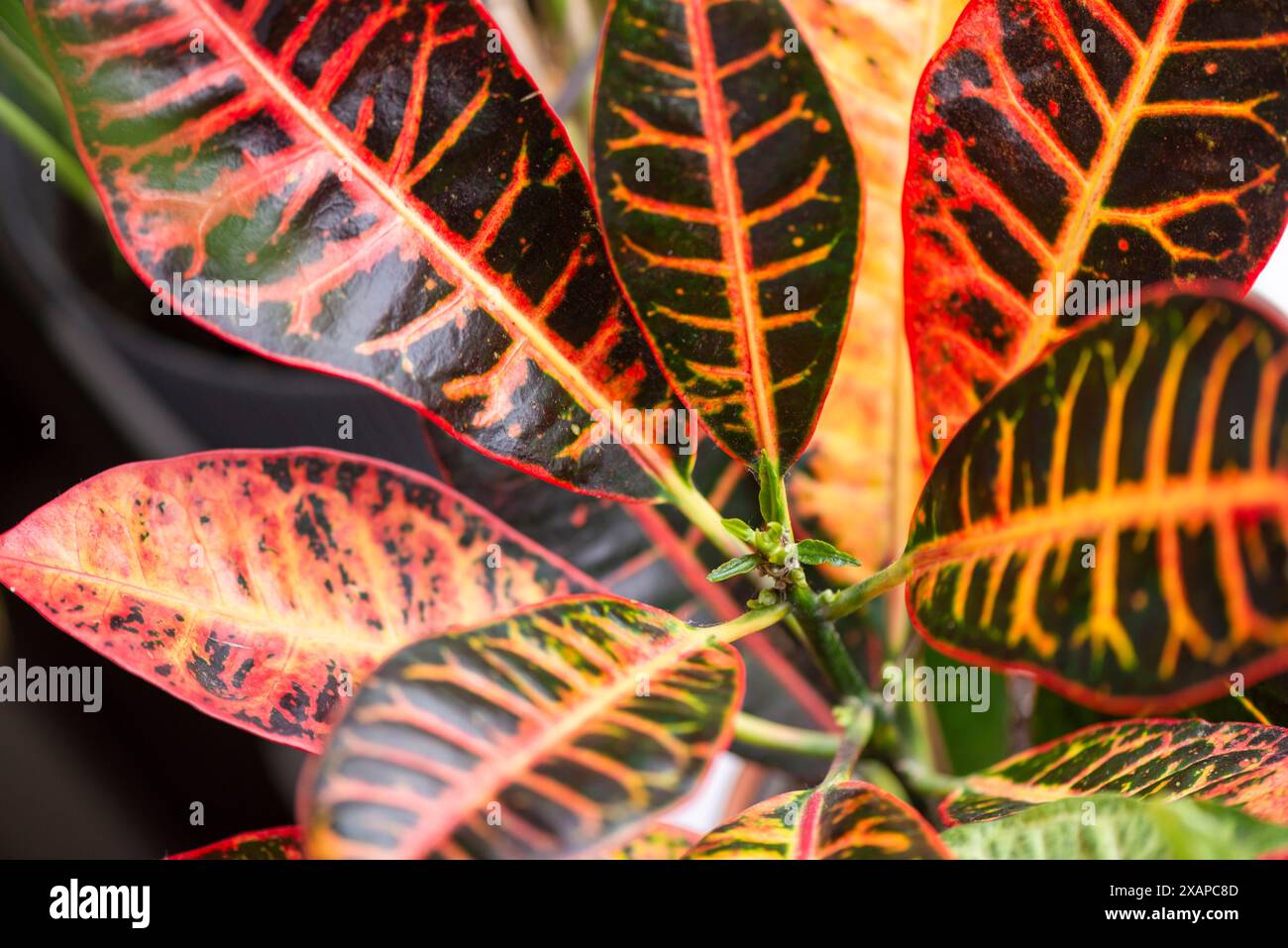 Codiaeum variegatum (garden croton or variegated croton) foliage ...