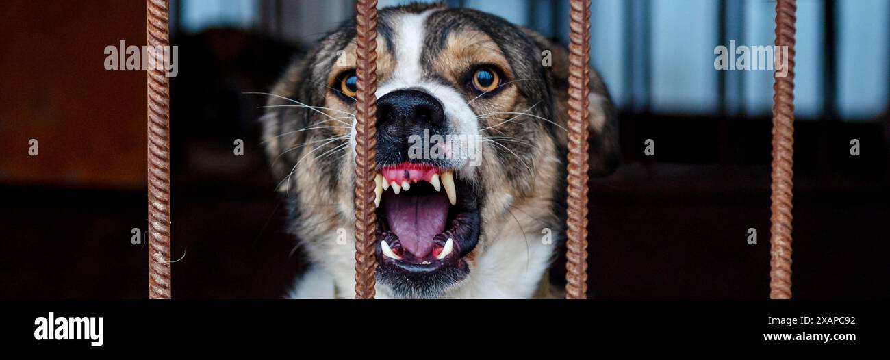 Angry homeless dog in an animal shelter. Portrait of an angry dog in a ...