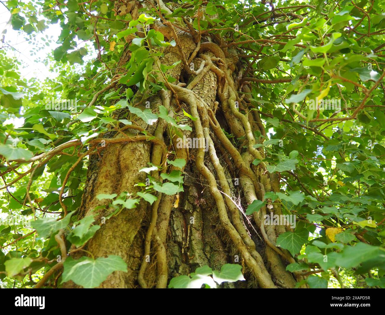 Creepers on tree branches in a European forest. Serbia, Fruska Gora ...