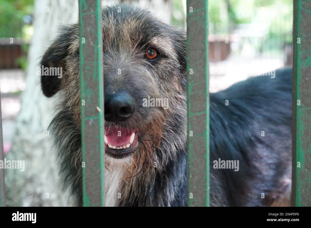 Former stray dog gazing from behind metal bars of foster yard yearning ...