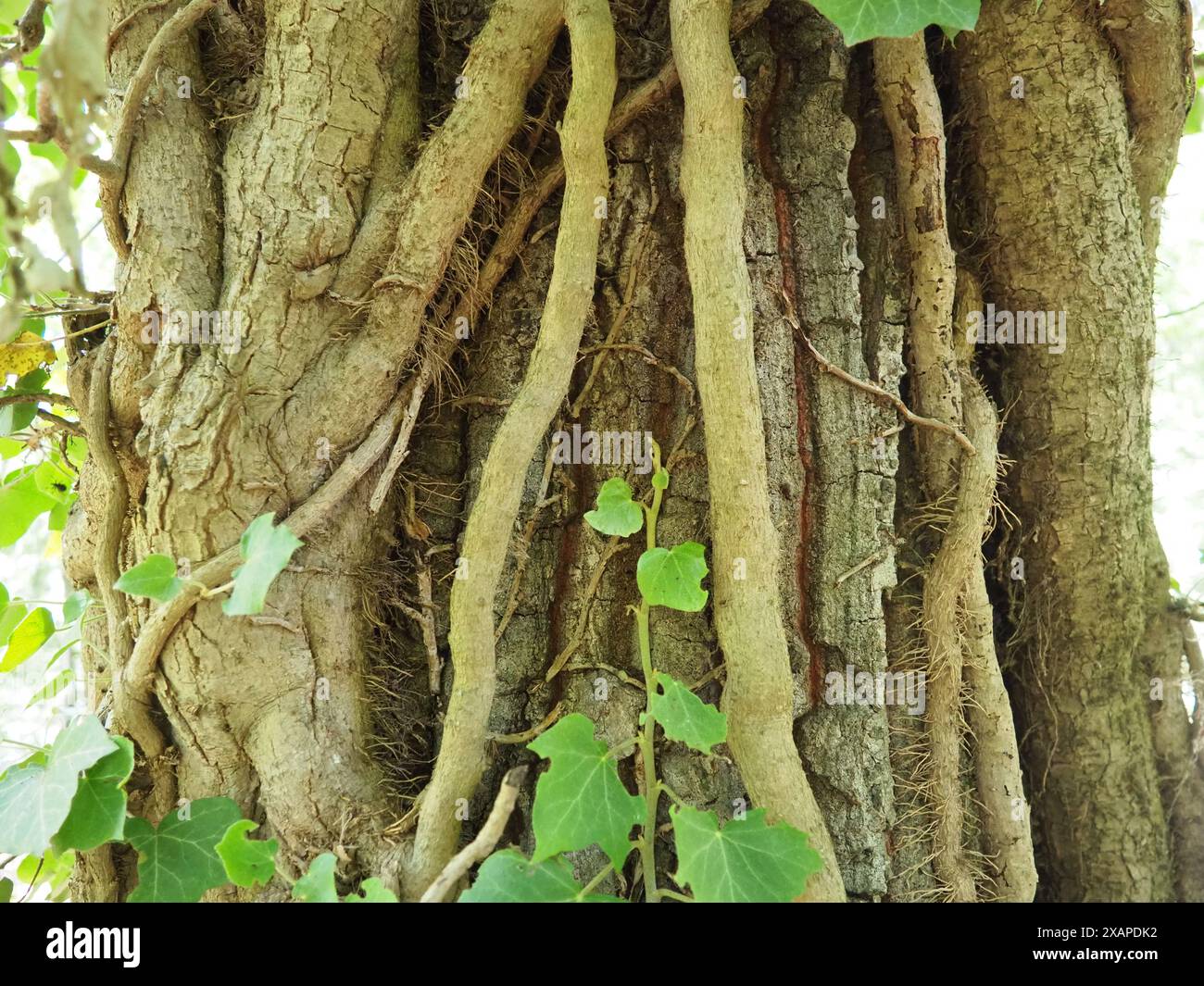 Creepers on tree branches in a European forest. Serbia, Fruska Gora ...