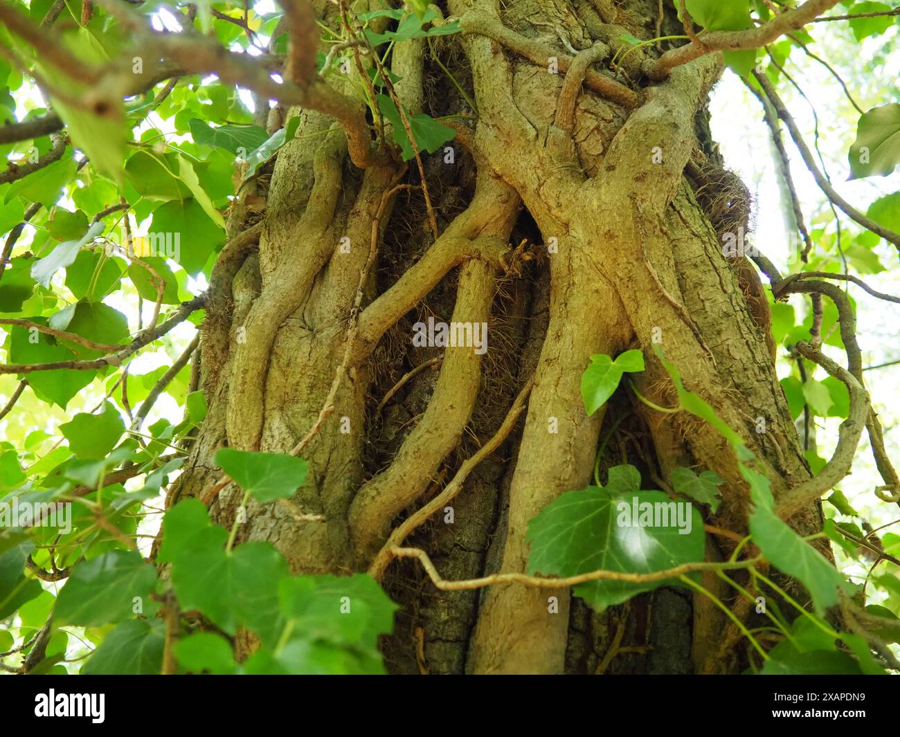 Creepers on tree branches in a European forest. Serbia, Fruska Gora ...