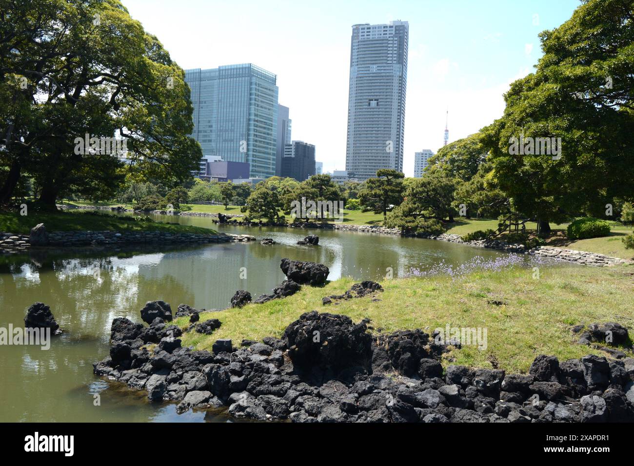 Tokyo Japan Cherry Blossom tree trees water lake buildings outside ...