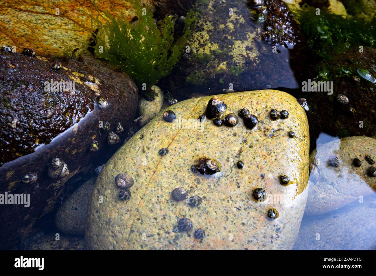 Sintra Cascais Natural Park, Portugal - 12 June 2023 : Sea snails on ...