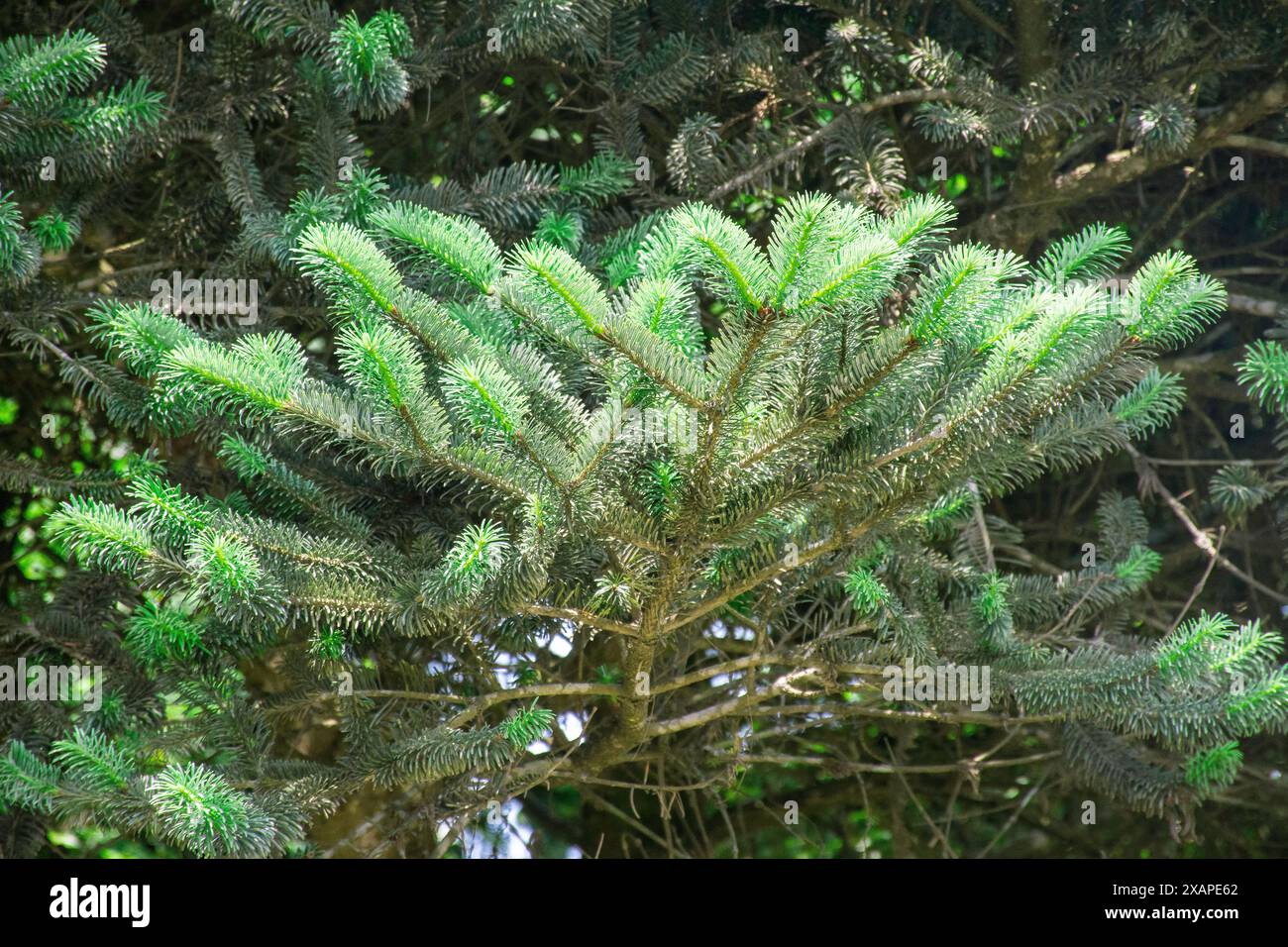 Sikkim fir hi-res stock photography and images - Alamy