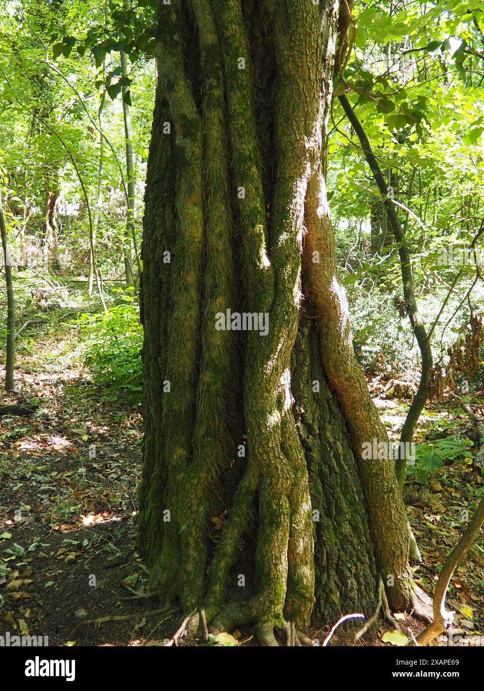 Creepers on tree branches in a European forest. Serbia, Fruska Gora ...