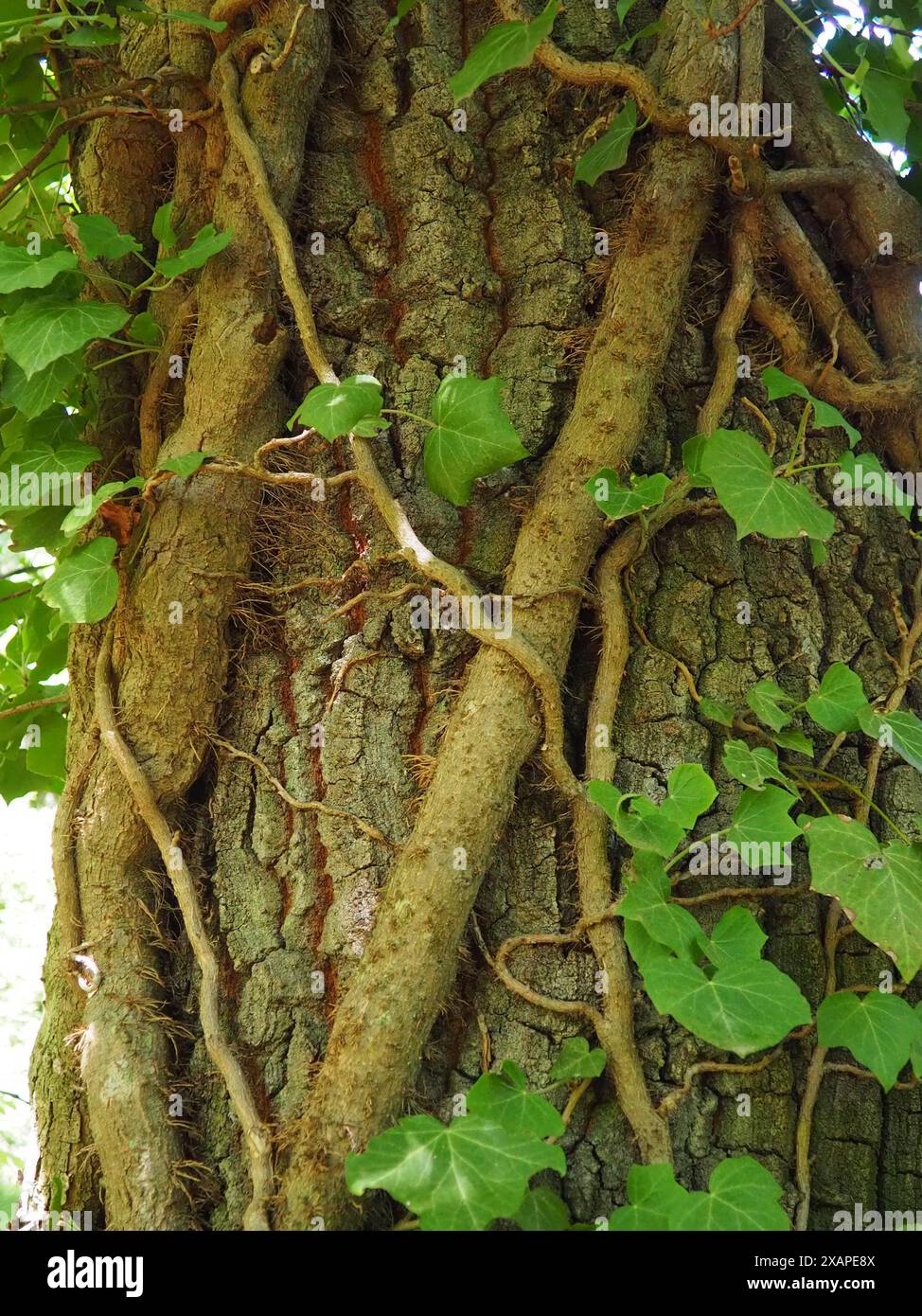 Creepers on tree branches in a European forest. Serbia, Fruska Gora ...