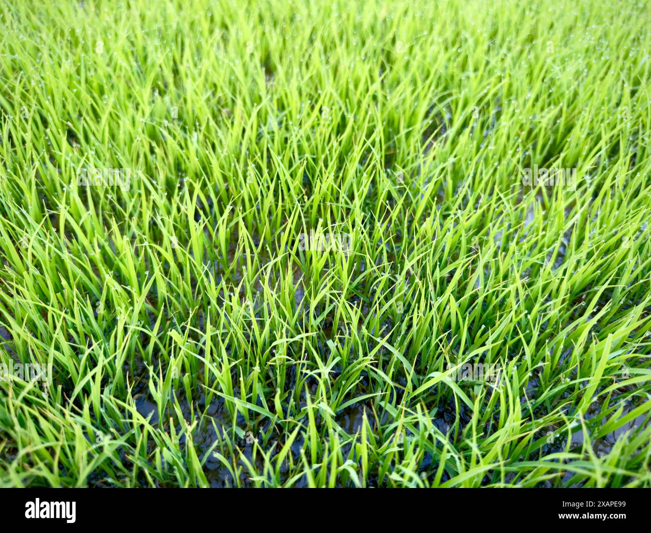 Wet rice cultivation hi-res stock photography and images - Alamy