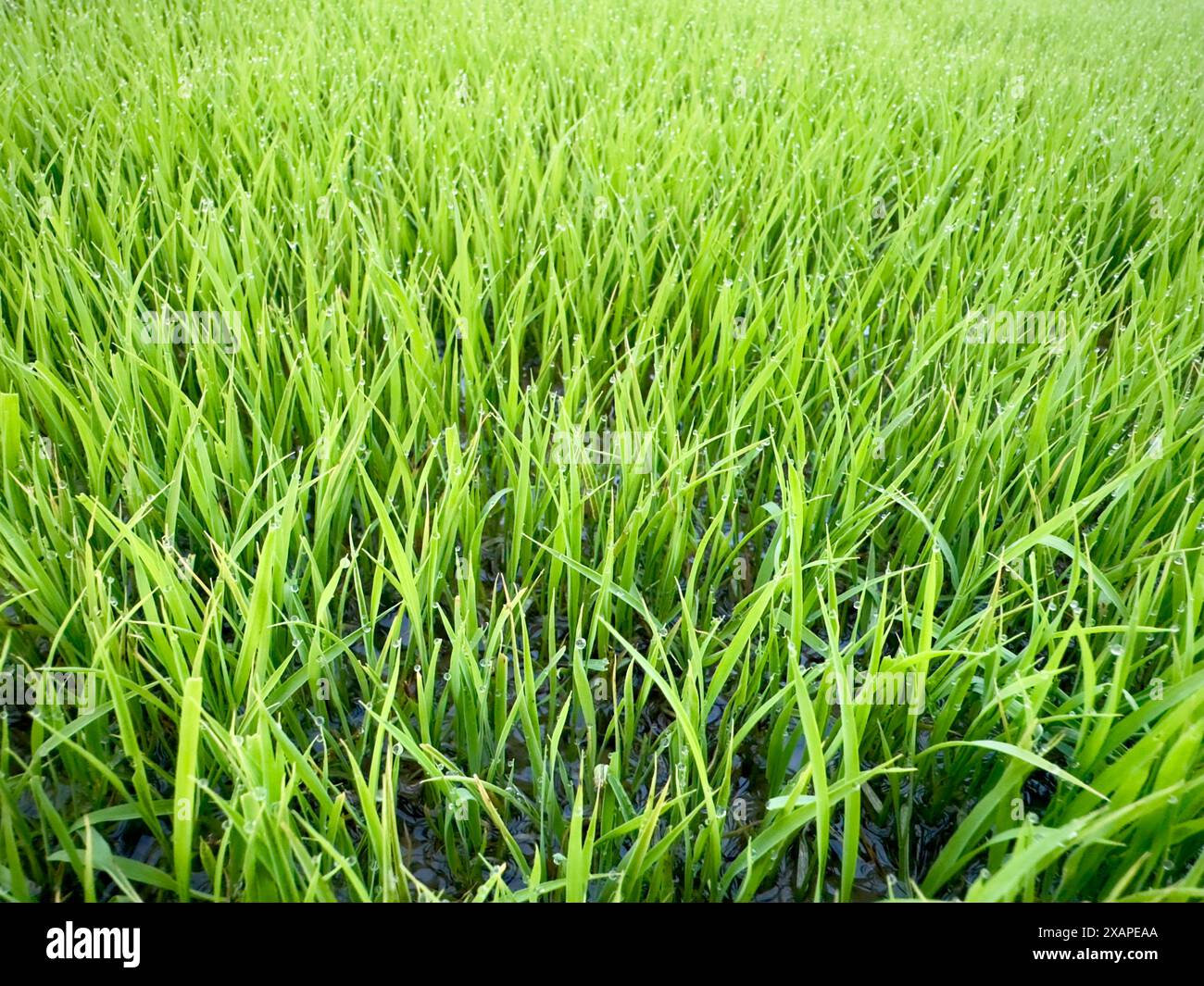 Lush Green Rice Seedlings in Agricultural Field Closeup View Stock ...