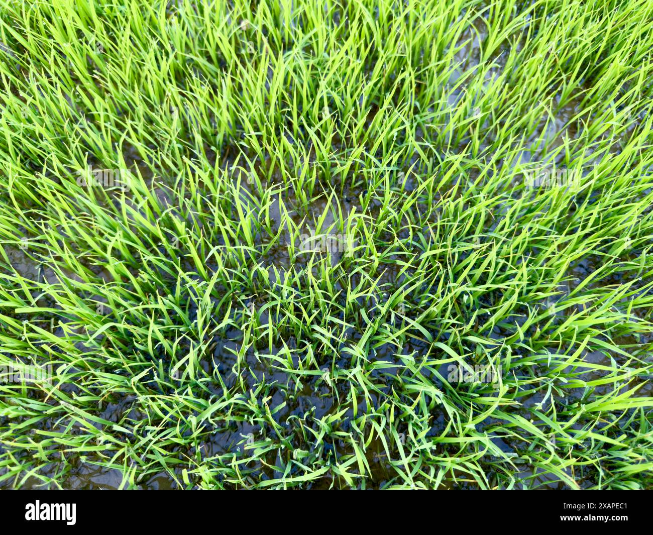 Rice Seedlings Germinating in Agriculture Field. Top view Stock Photo ...