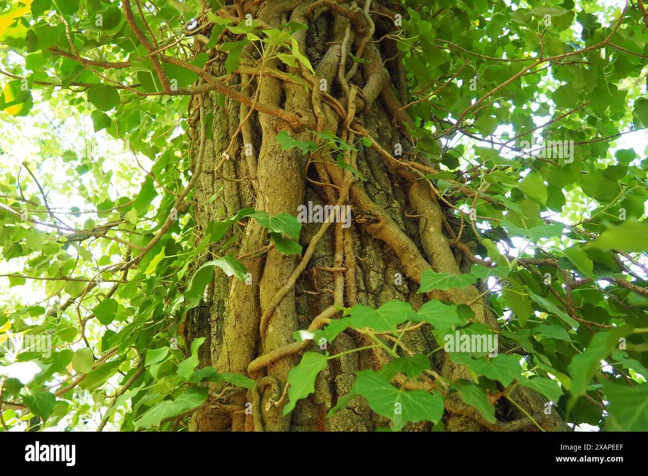 Creepers on tree branches in a European forest. Serbia, Fruska Gora ...