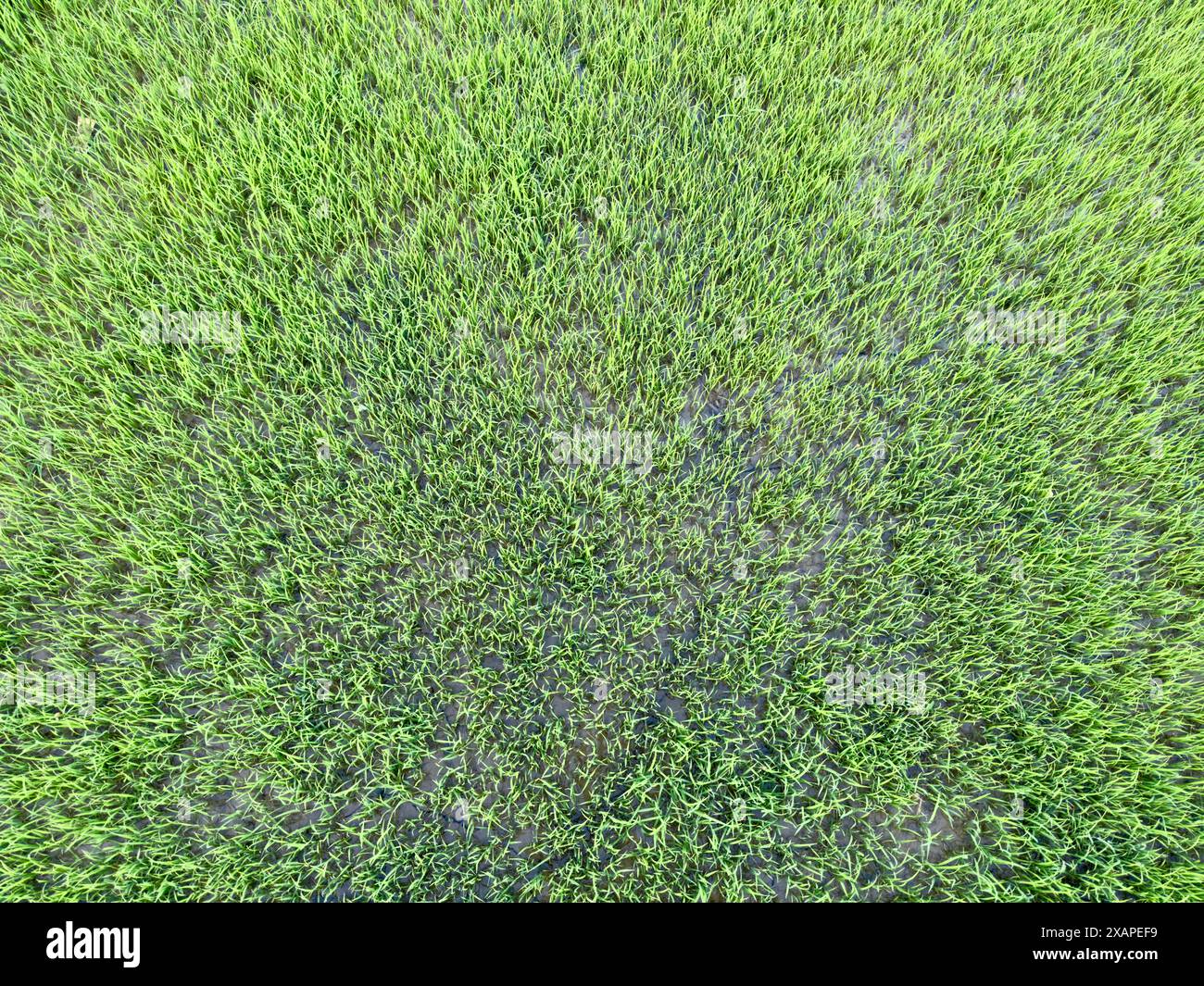 Young Paddy Plants Germinating in Fertile Wet Soil. High angle view ...