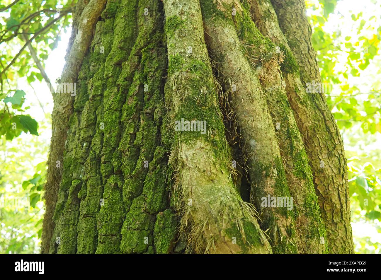 Creepers on tree branches in a European forest. Serbia, Fruska Gora ...