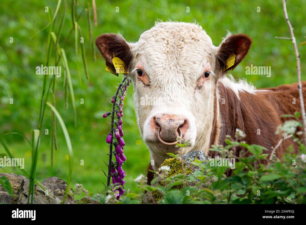 Bull looking over a wall Stock Photo - Alamy