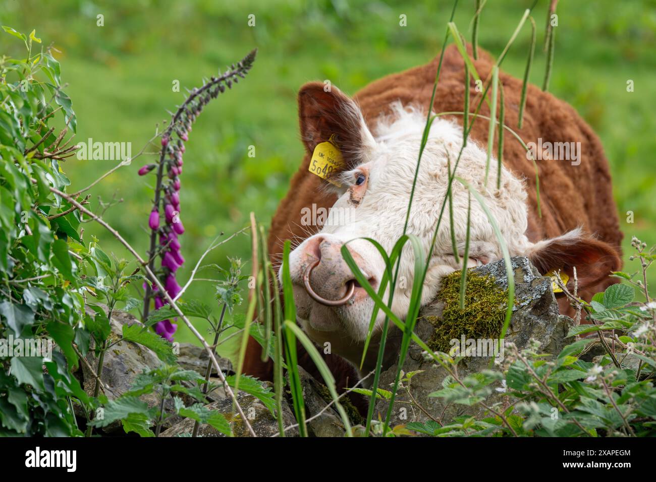 Bull looking over a wall Stock Photo - Alamy