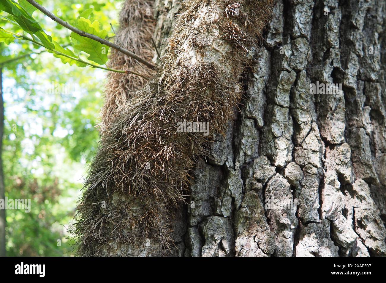 Creepers on tree branches in a European forest. Serbia, Fruska Gora ...