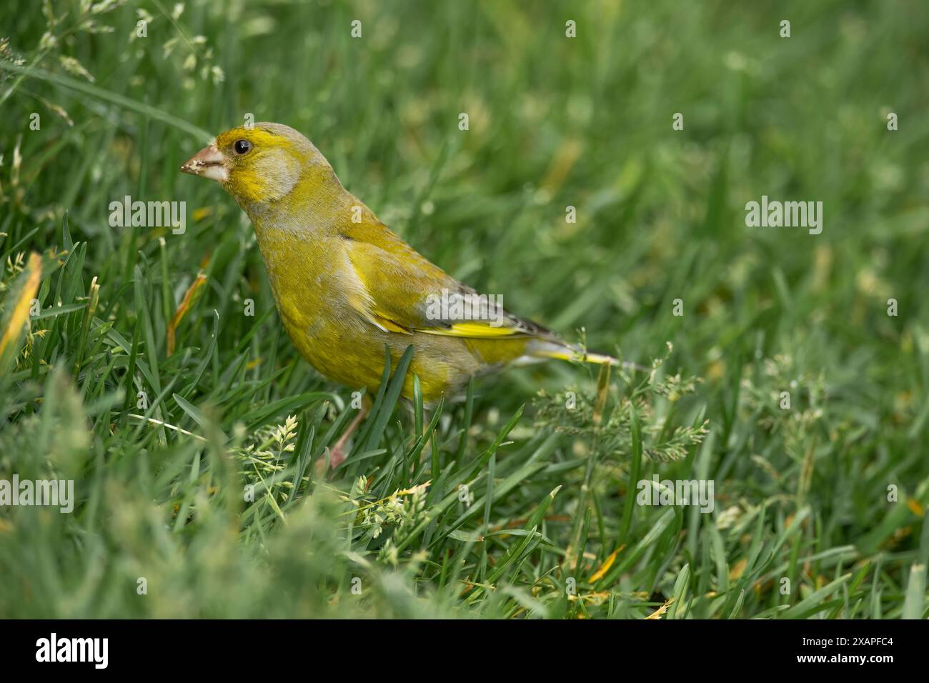 Greenfinch on grass close hi-res stock photography and images - Alamy