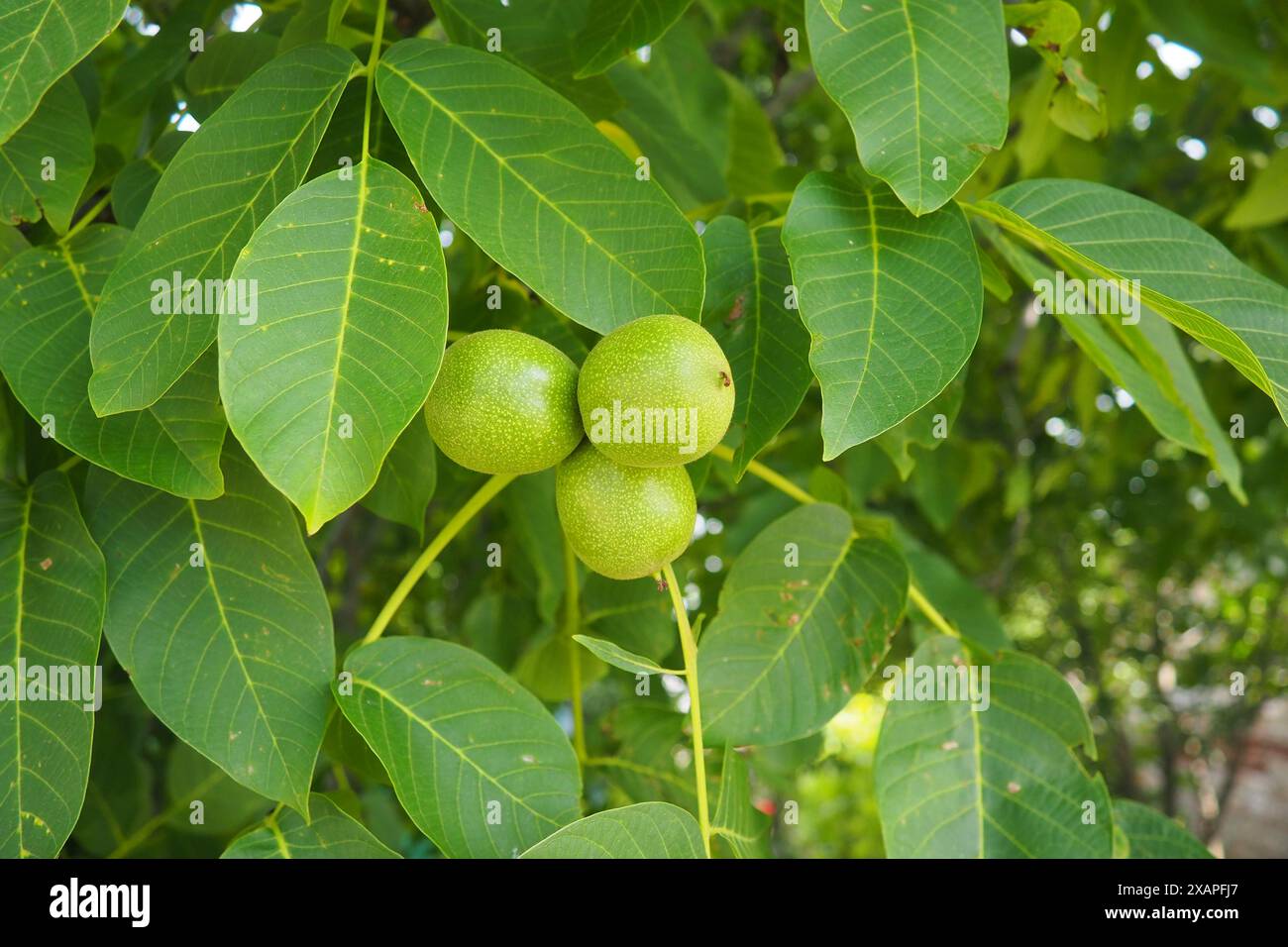 Juglans regia, the Persian, English, Carpathian or Madeira walnut ...