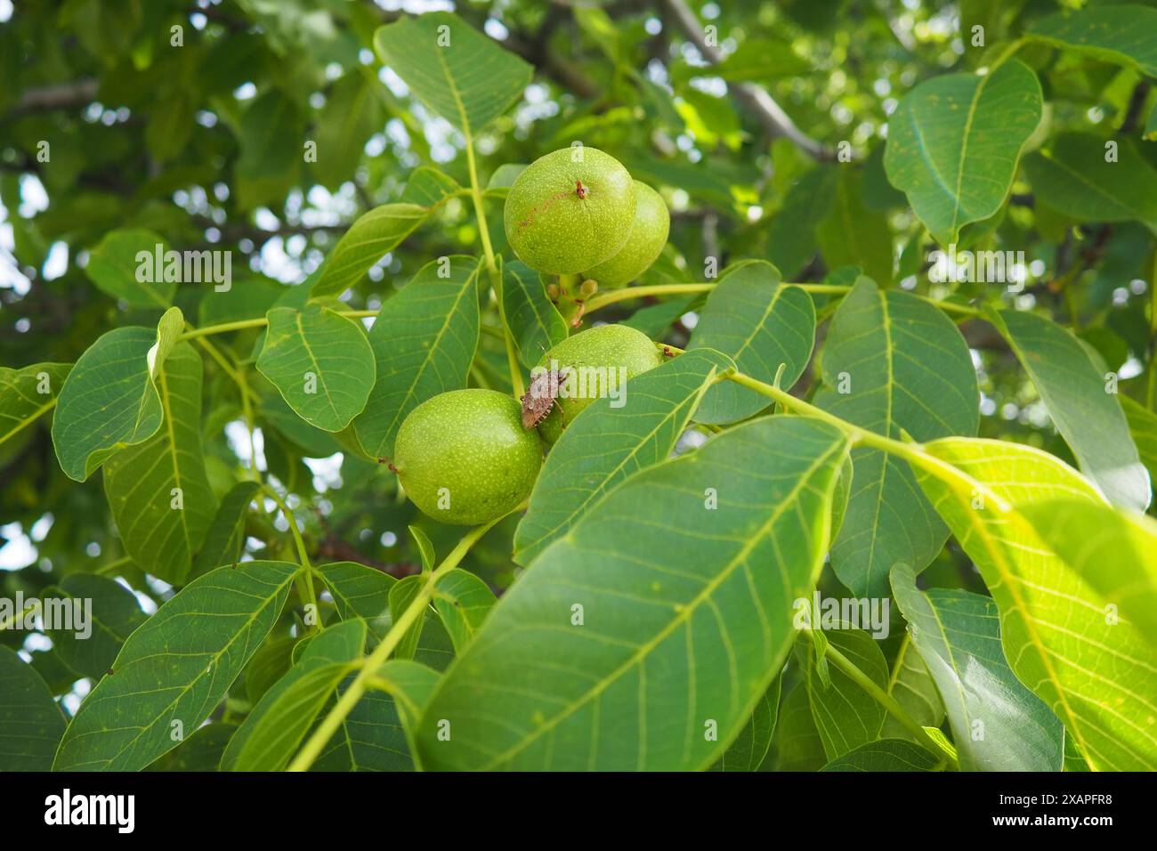 Juglans regia, the Persian, English, Carpathian or Madeira walnut ...