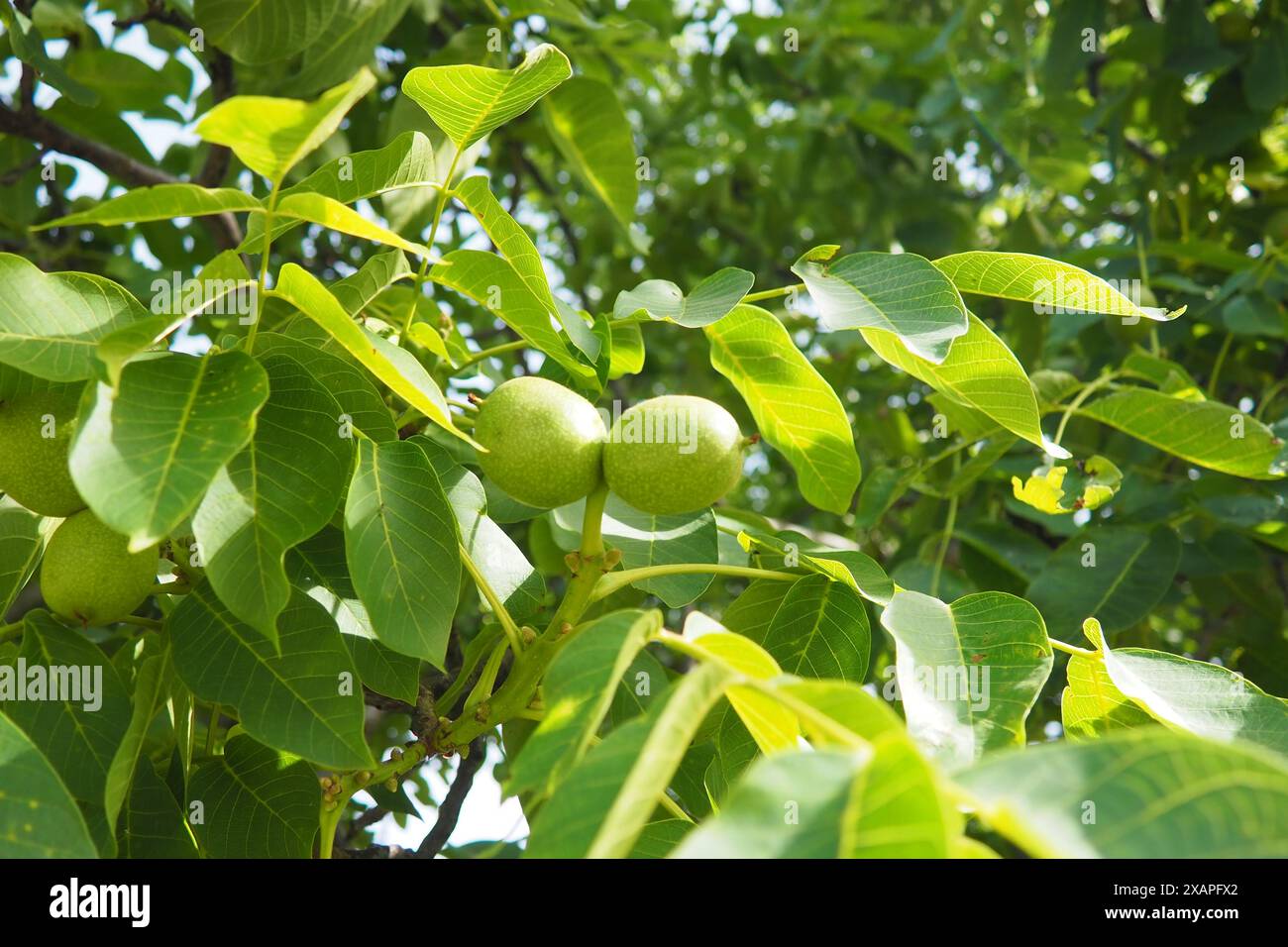 Juglans regia, the Persian, English, Carpathian or Madeira walnut ...