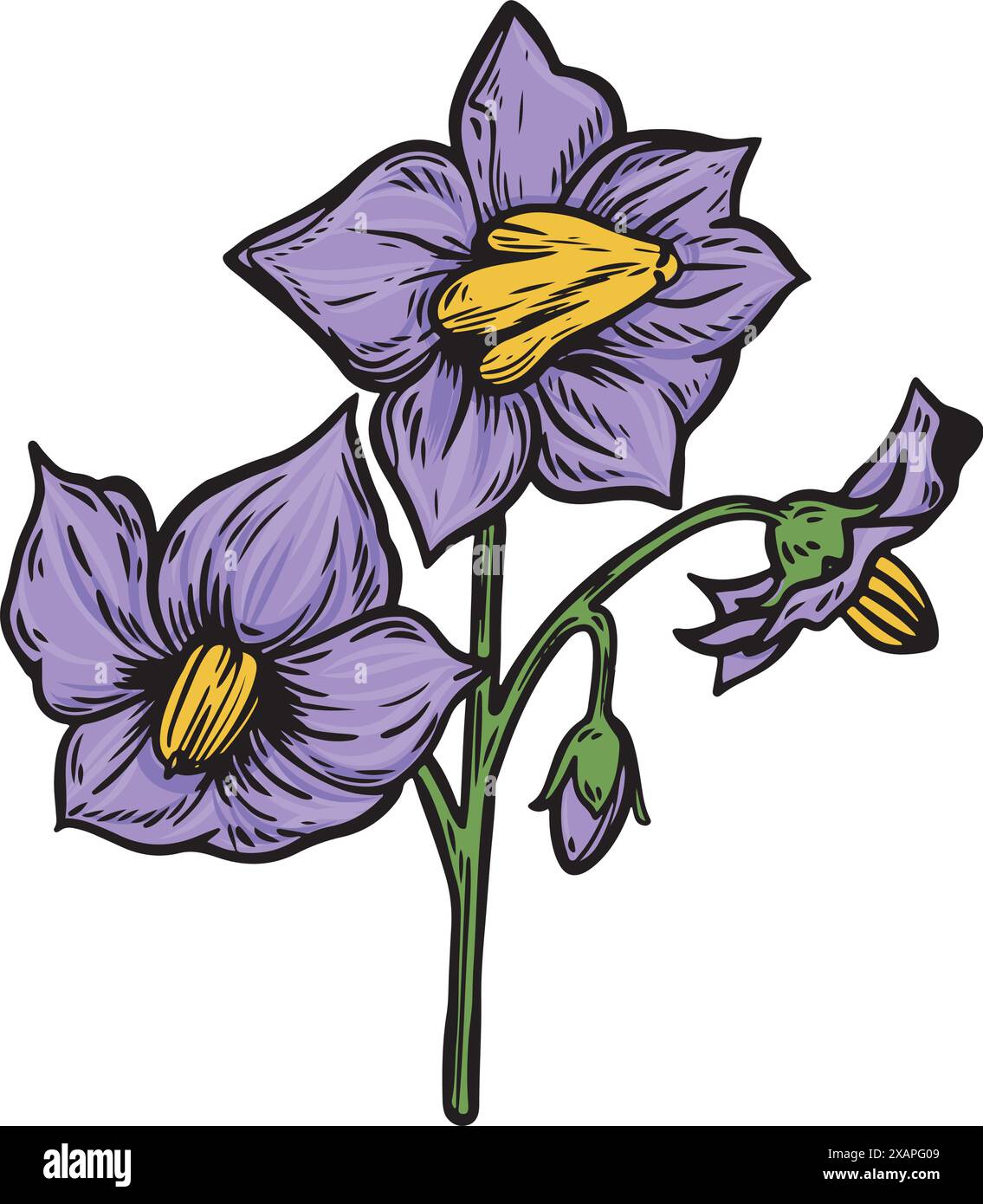 Potato blooming flowers line drawing vector illustration Stock Vector ...