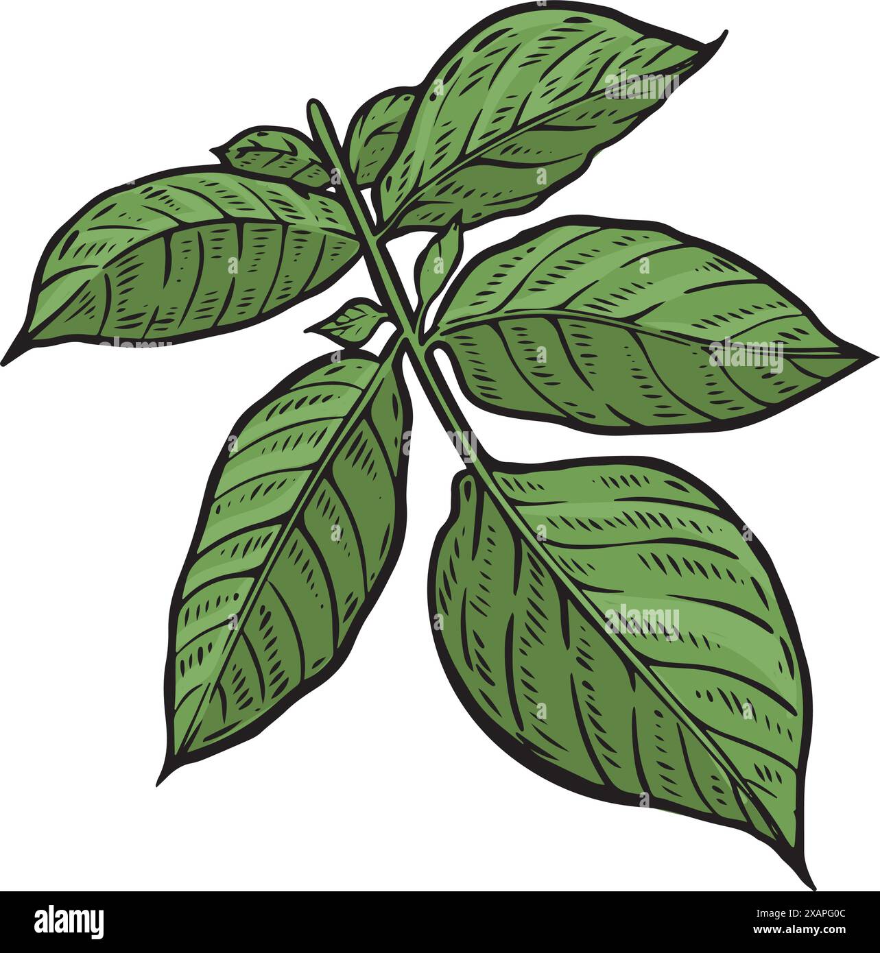 Potato plant leaves line drawing isolated on white background Stock ...