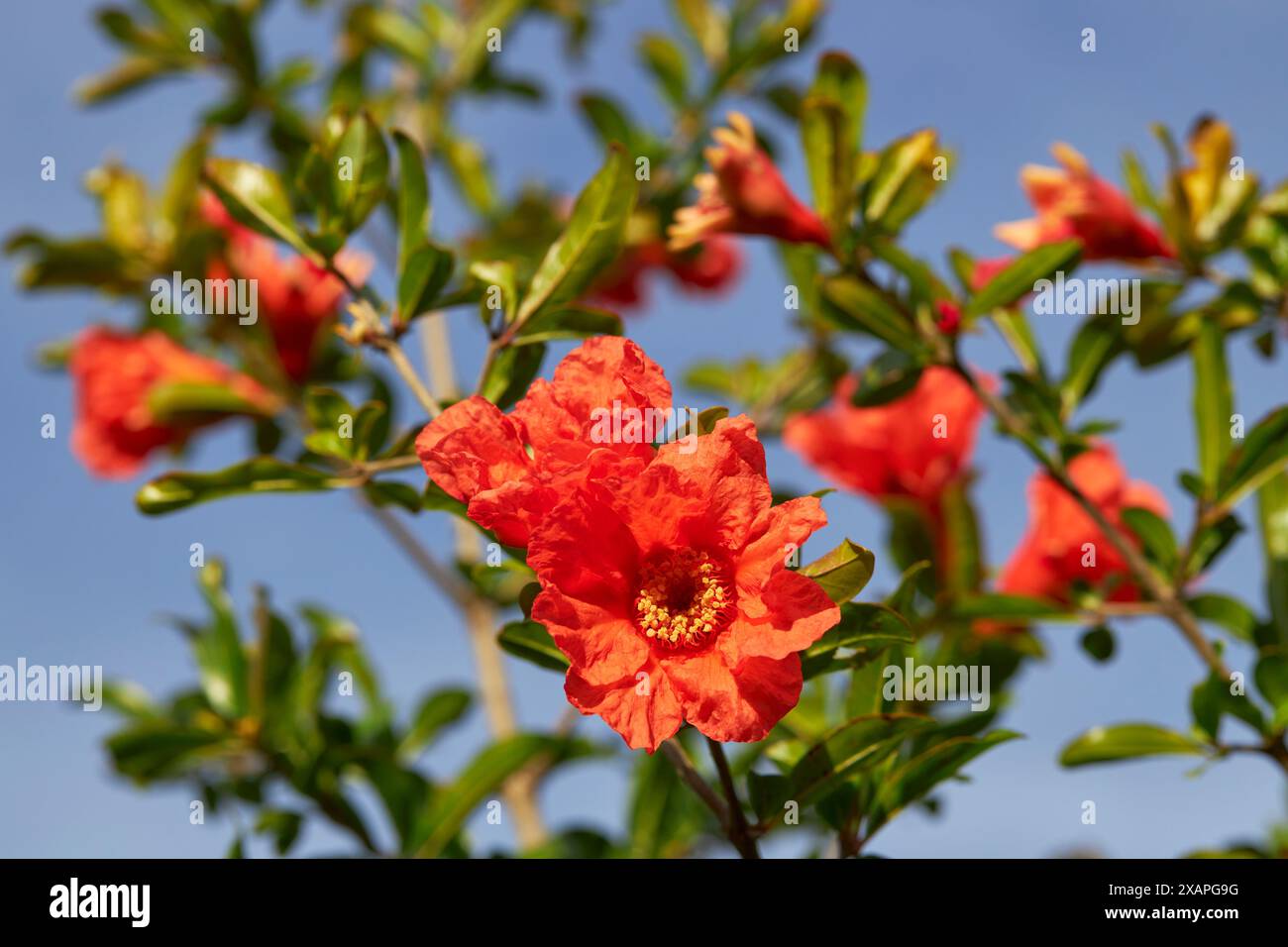 Blooming pomegranate.Pomegranate blossom Stock Photo - Alamy