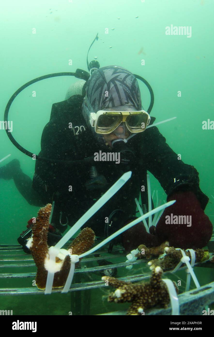Lingshui, China. 8th June, 2024. A diver transplants corals in the ...