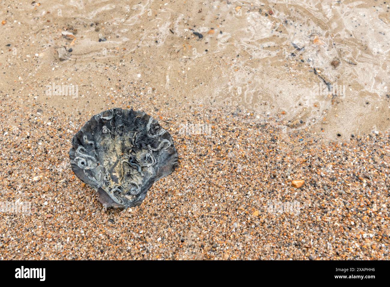 Scallop shell with calcareous tubes of keelworms Stock Photo - Alamy