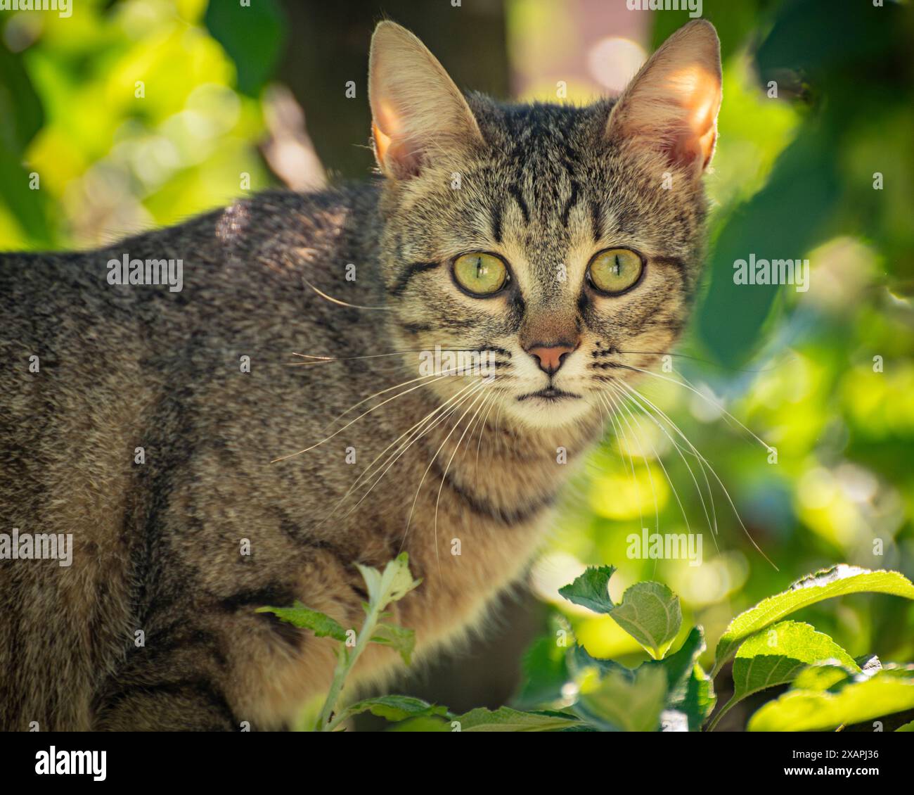 portrait of a domestic, gray tiger cat, enjoying the warm spring ...