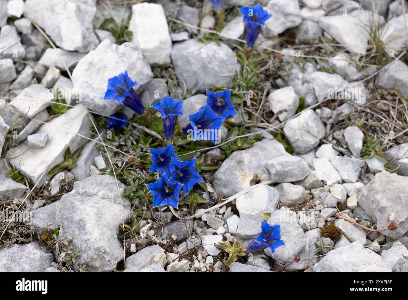 Trumpet gentian, flower that grows in the mountains in the Apennines ...