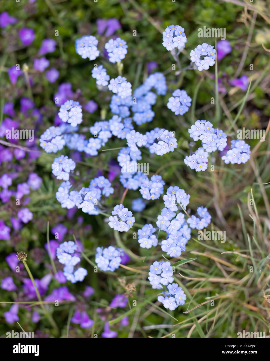 abruzzo, adriatic coast, alexandrinus, anarhynchus alexandrinus, animal ...