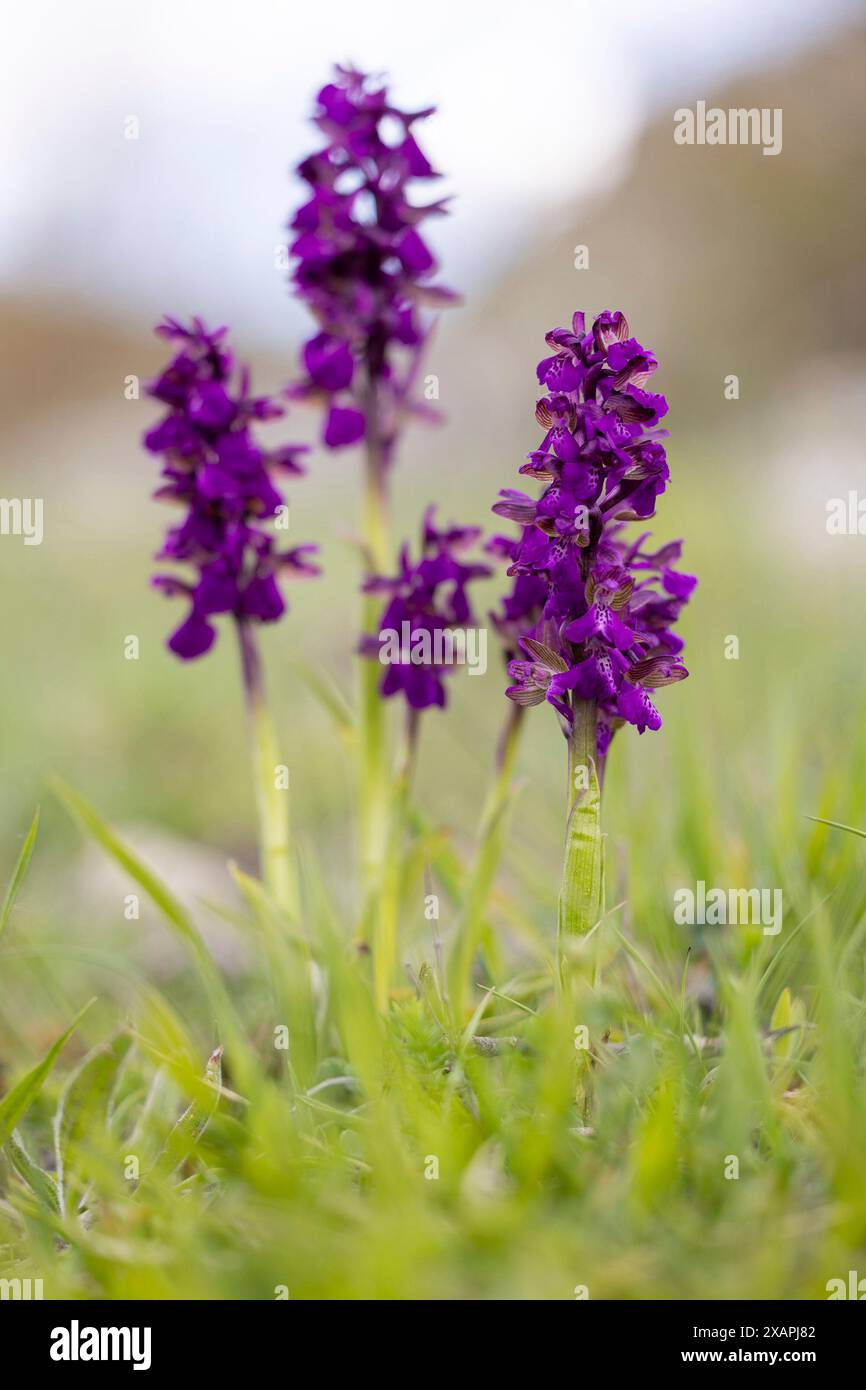 Anacamptis morio, green-winged orchid or green-veined orchid (Orchis ...