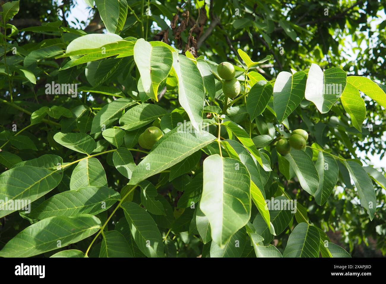 Juglans regia, the Persian, English, Carpathian or Madeira walnut ...