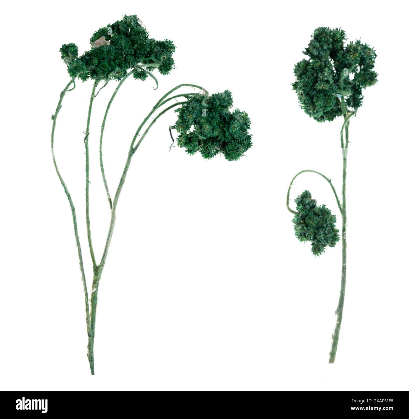 Beautiful green dried flowers isolated over a white background Stock ...