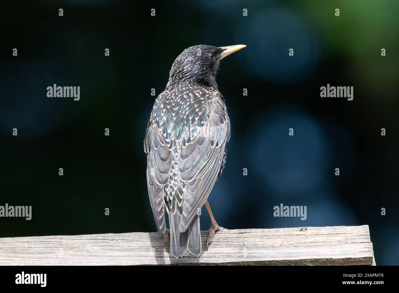 Starling [Sturnus vulgaris] sunbathing on top of a bird table against a ...
