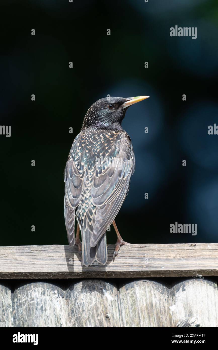 Starling [Sturnus vulgaris] sunbathing on top of a bird table against a ...