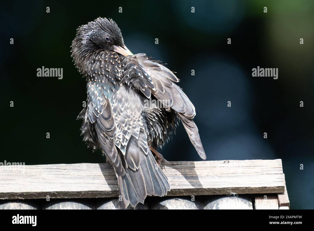 Starling [Sturnus vulgaris] sunbathing on top of a bird table against a ...